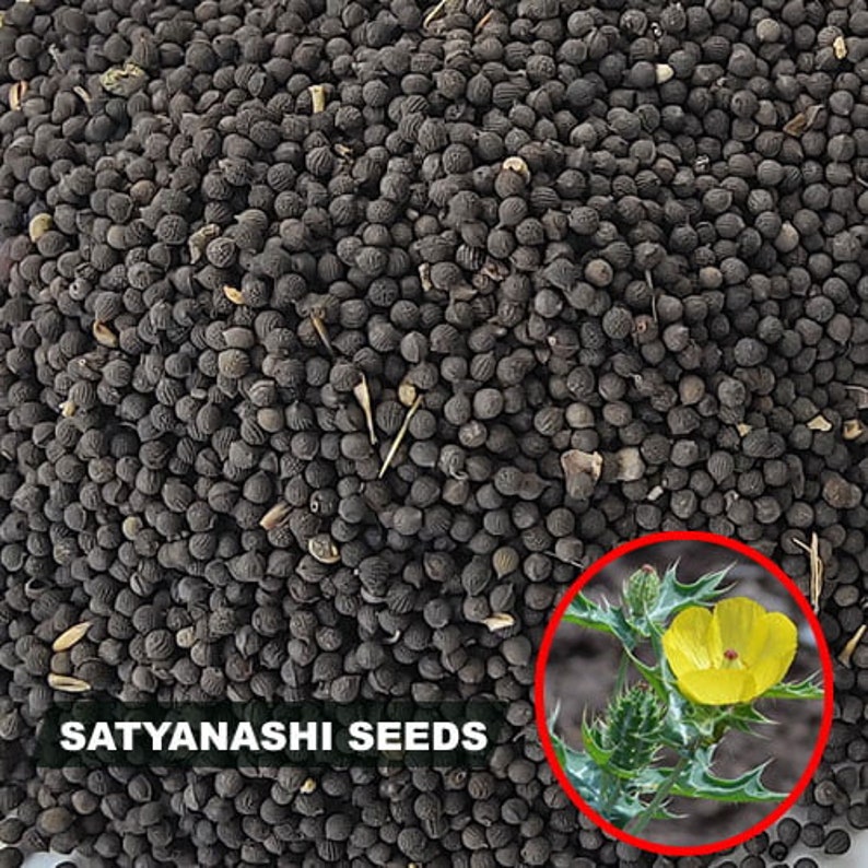 Satyanashi Seeds, Argemone Mexicana Seeds, Mexican Prickly Poppy ...