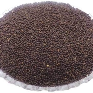 Satyanashi Seeds, Argemone Mexicana Seeds, Mexican Prickly Poppy ...