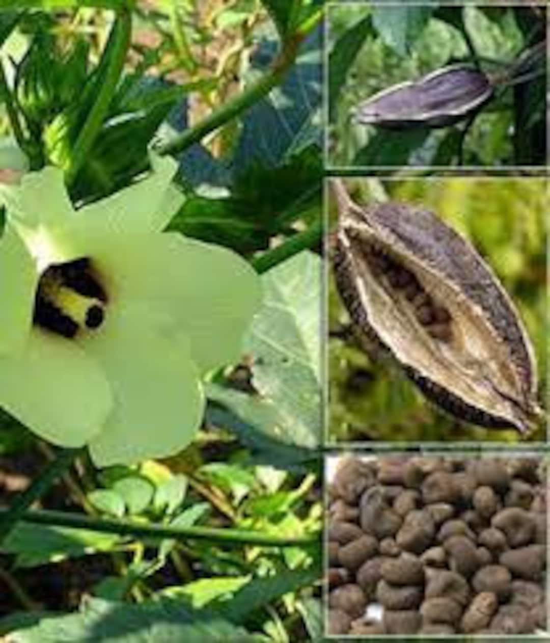 Whole Dried Musk Ambrette Seeds Abelmoschus Moschatus Ambrette Seeds - Etsy
