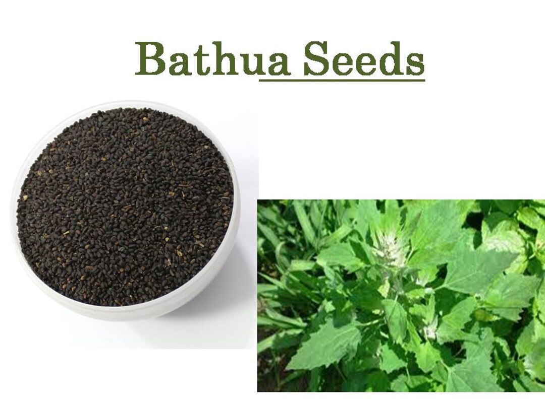 Dried Black Bathua Vegetable Seeds, Bathua Beej, Bathua Seeds ...