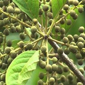 Vaividang Whole / Powder, Embelia Ribes Whole, Baibadang, Vaivadang ...