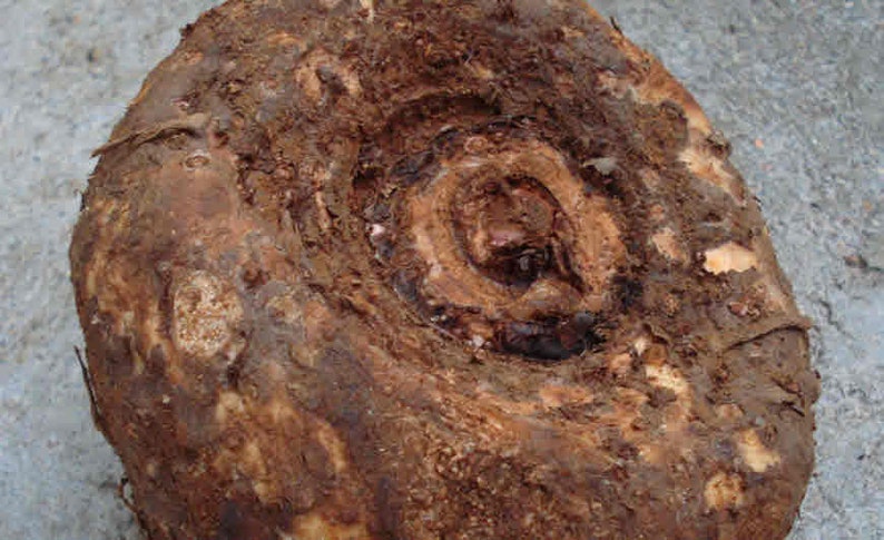 Natural Jimikand Root, Suran Mool, Jimikand Powder, Jimikand , Elephant ...