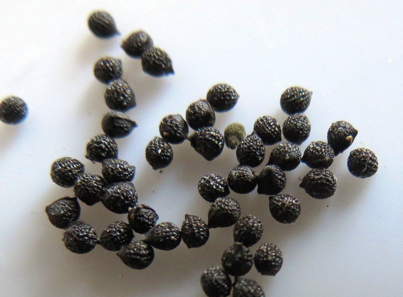 Satyanashi Seeds, Argemone Mexicana Seeds, Mexican Prickly Poppy ...