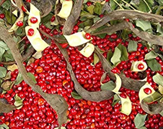 100 Pterocarpus Santalinus Seeds , Red Sanders Seeds , Red Saunders ...