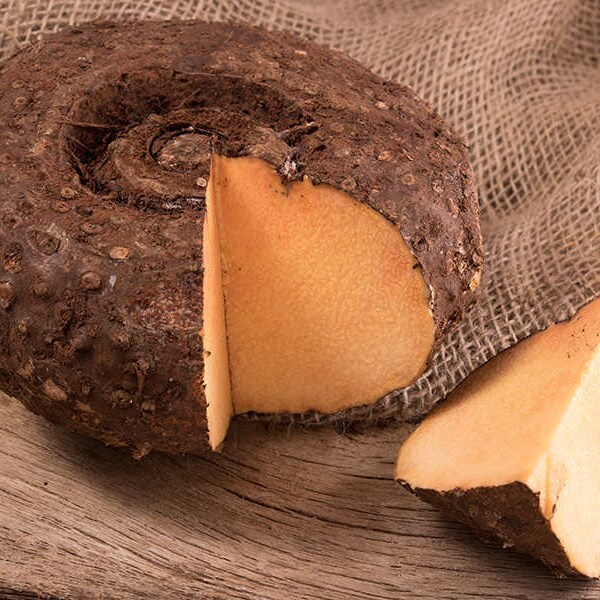 Elephant Foot - Etsy