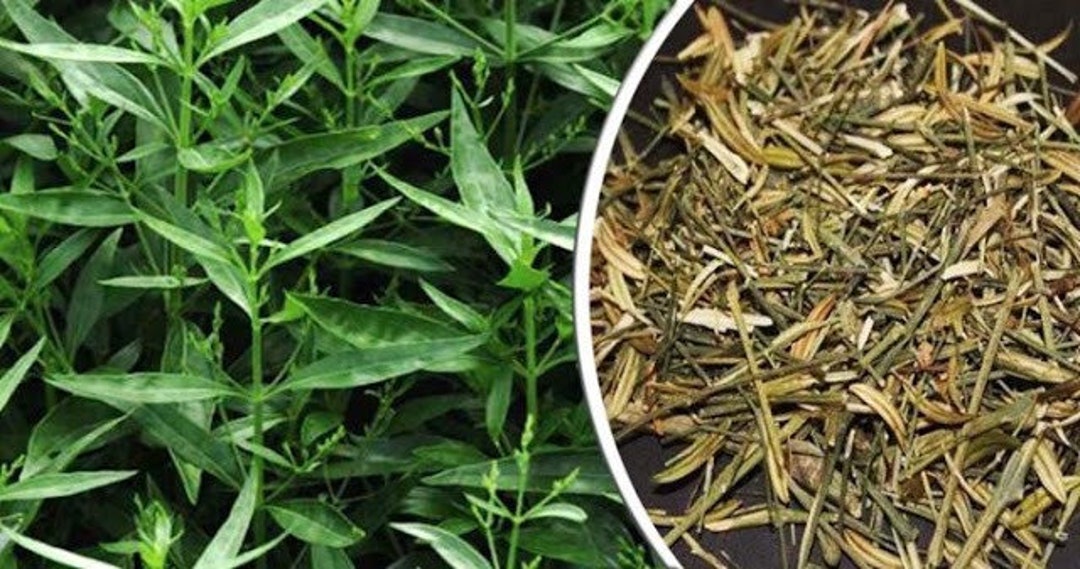 Natural Chirayata, Swertia Chirata, Chirayta, Chiretta, Gentiana ...