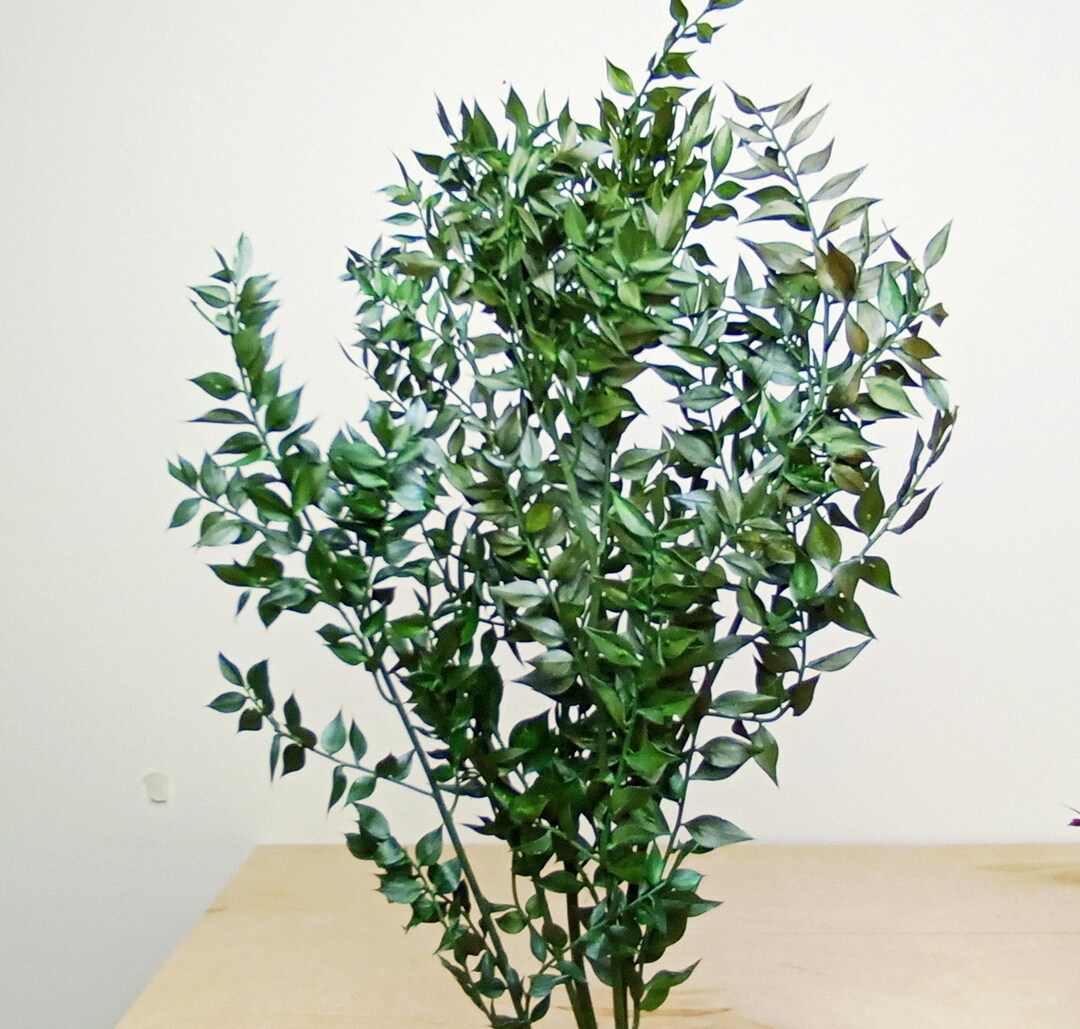 Preserved Green Ruscus (5 Stems) - Etsy