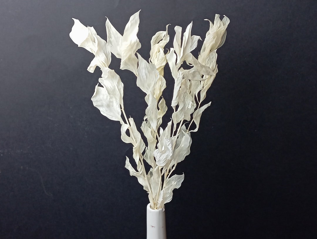 Ruscus Preserved, Bleached, 6 Stems - Etsy