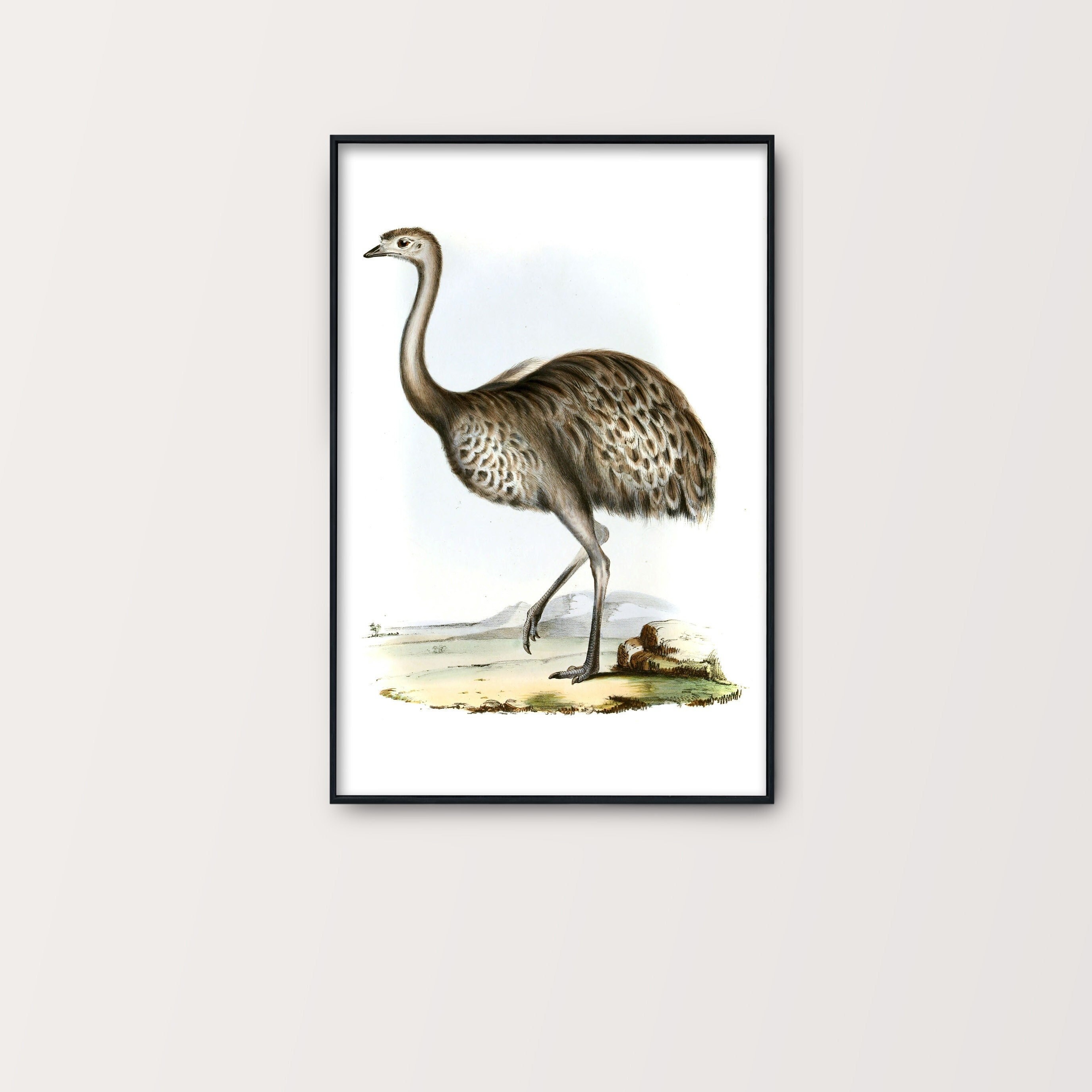 Rhea Vintage Digital Art Bird Printable Wall Art nature - Etsy