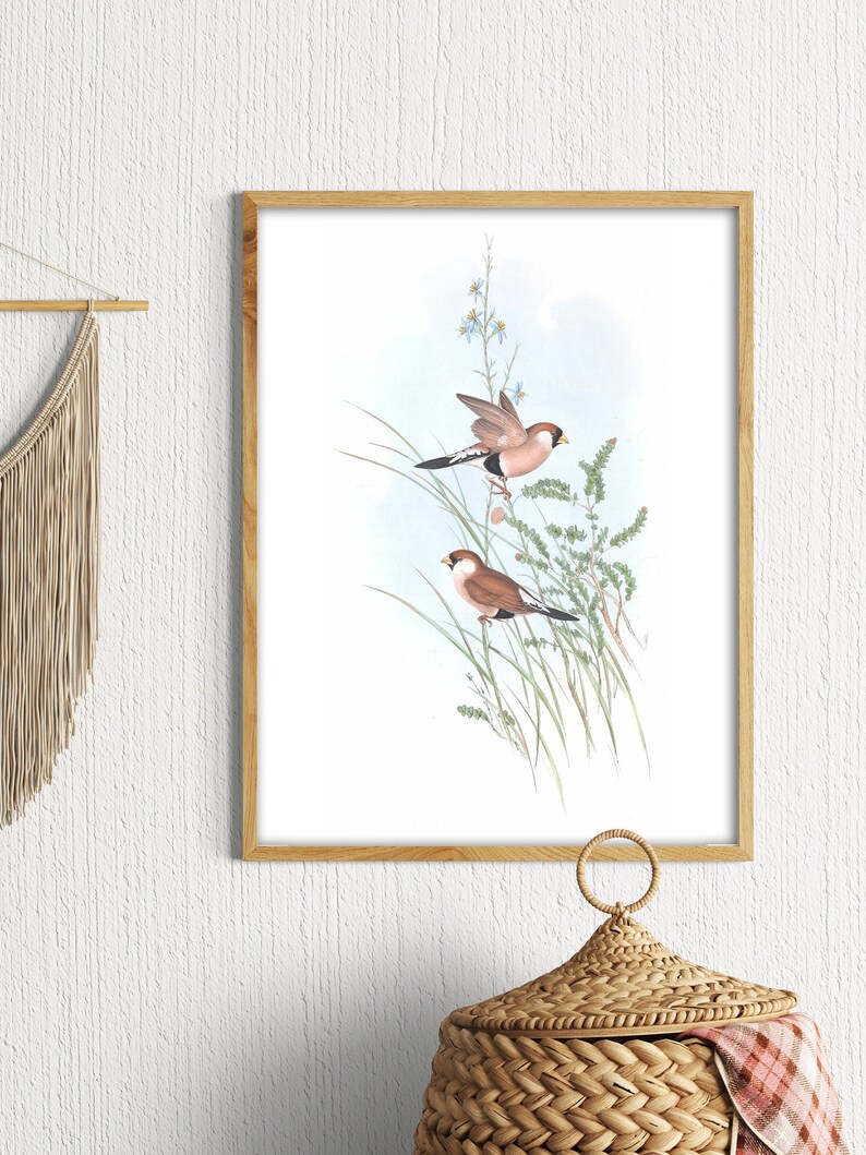 White Finch Bird Art , Digital Download , Antigue Bird Prints ...