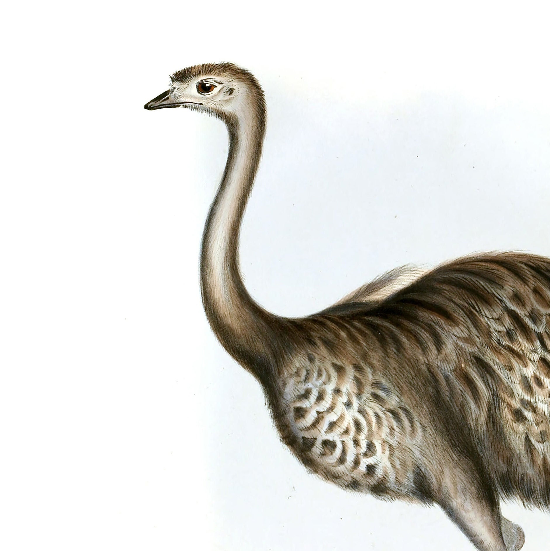 Rhea Vintage Digital Art Bird Printable Wall Art nature - Etsy