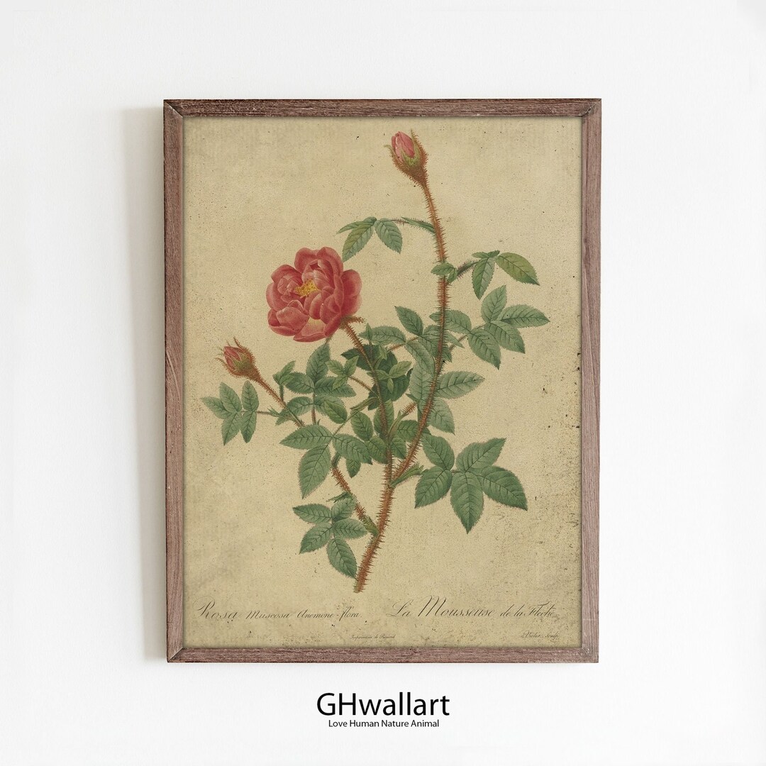Vintage Rose Art Print, Flower Painting, Vintage Flower Illustration ...