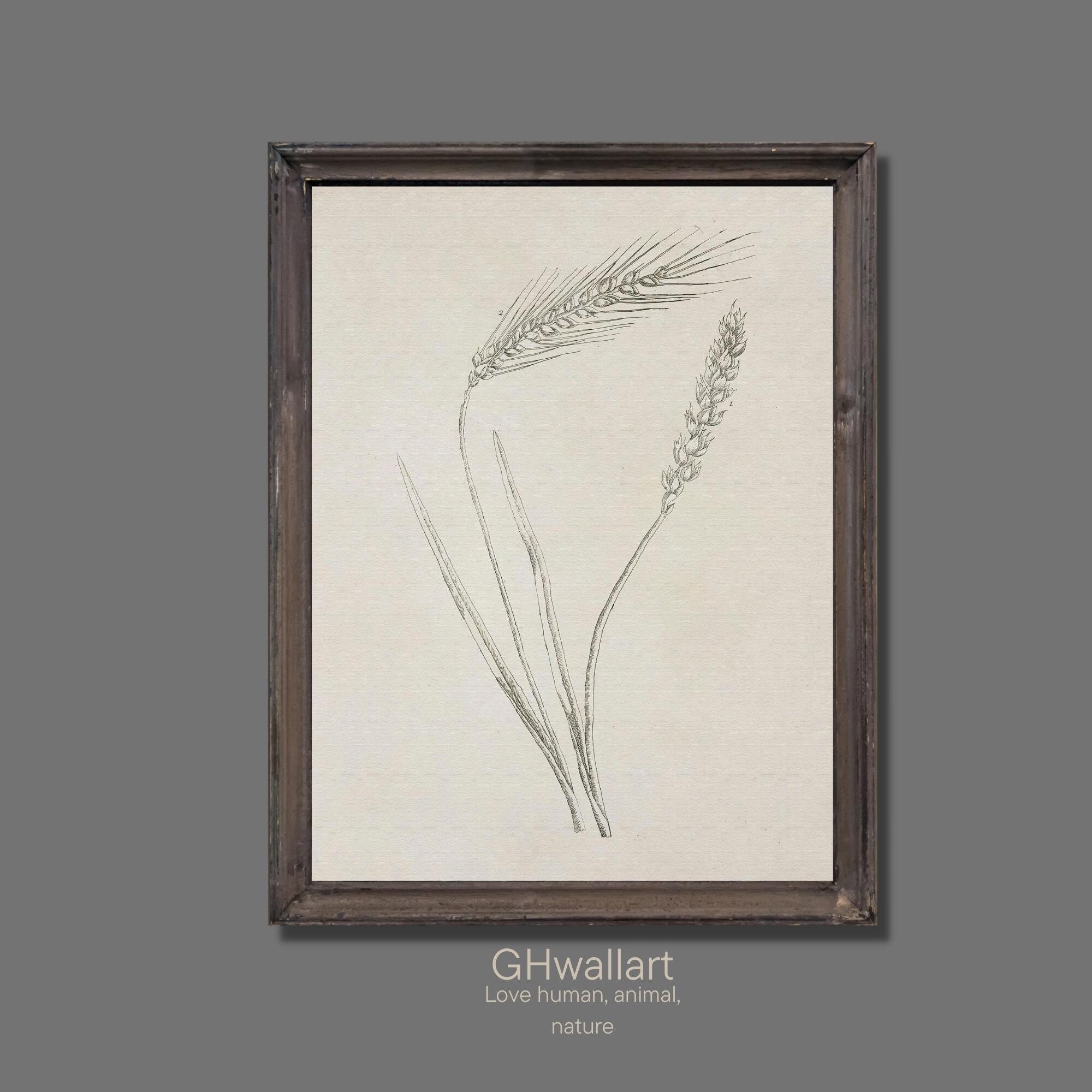 Botanical Art Print Wheat Grass Wall Art Wheat Line Art - Etsy