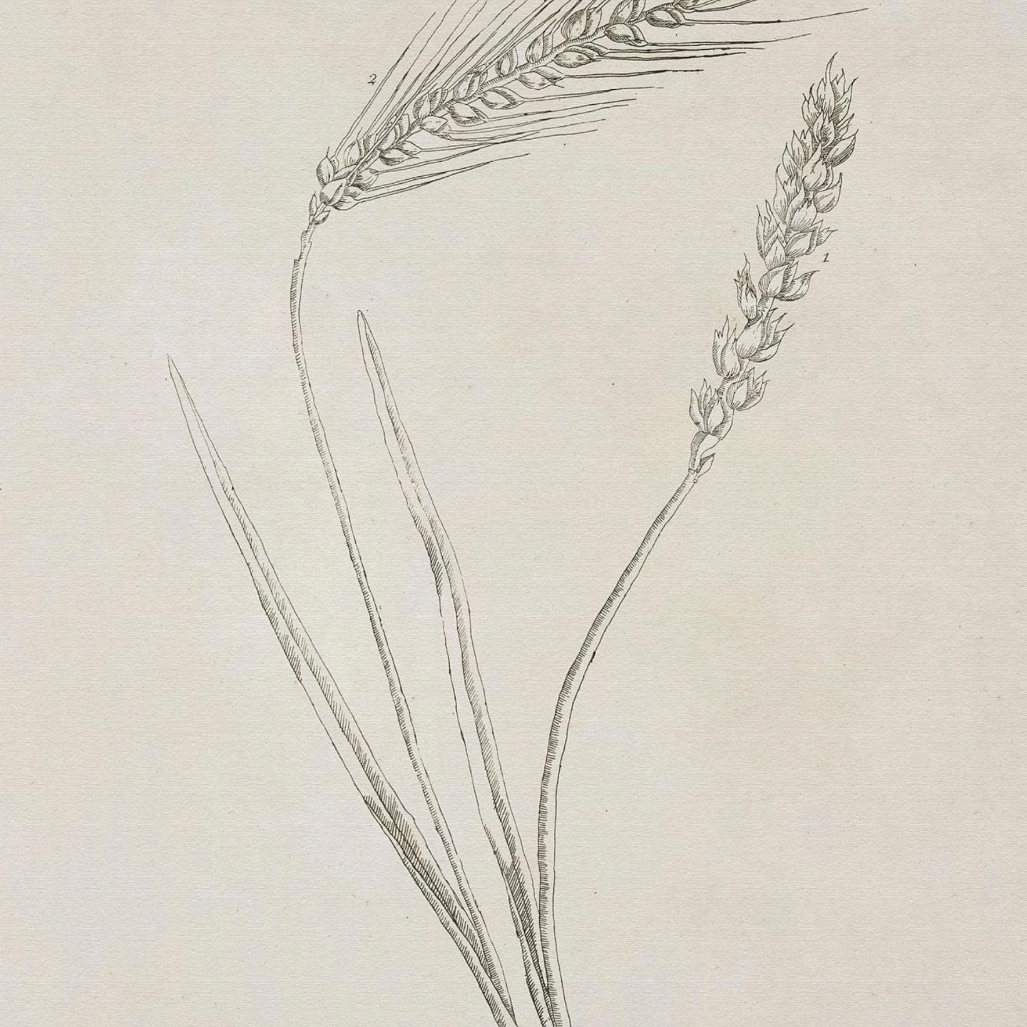 Botanical Art Print Wheat Grass Wall Art Wheat Line Art - Etsy
