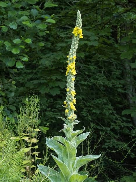 ARK PURE HERB Mullein-verbascum Thapsus Leavea Tea Indian Himalayan ...