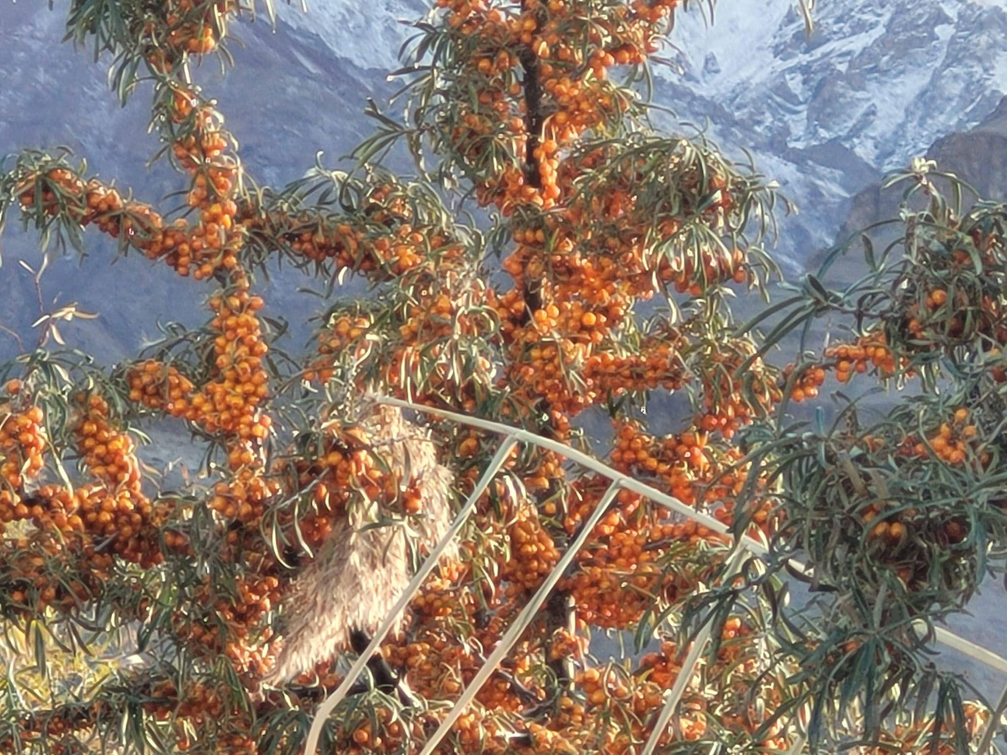 ARK PURE HERB Sea Buckthorn Berries-hippophae Rhamnoides-osmotic ...
