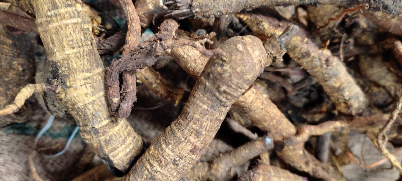 ARK PURE HERB Salacia/saptarangi Salacia Reticulata Root Powder Indian ...