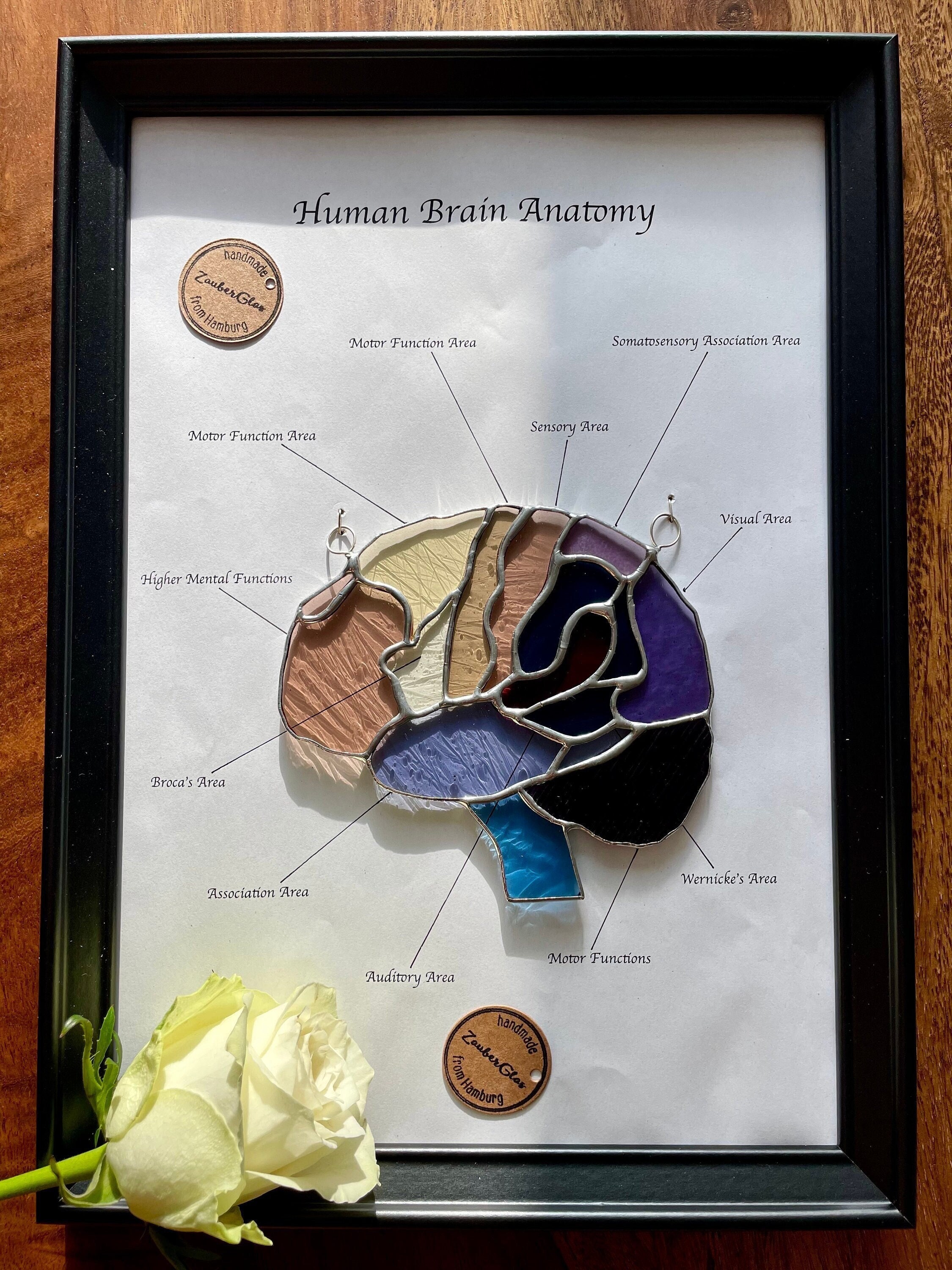 Anatomical Brain Stained Glass – Neuroscience Gift, Brain Anatomy Art ...