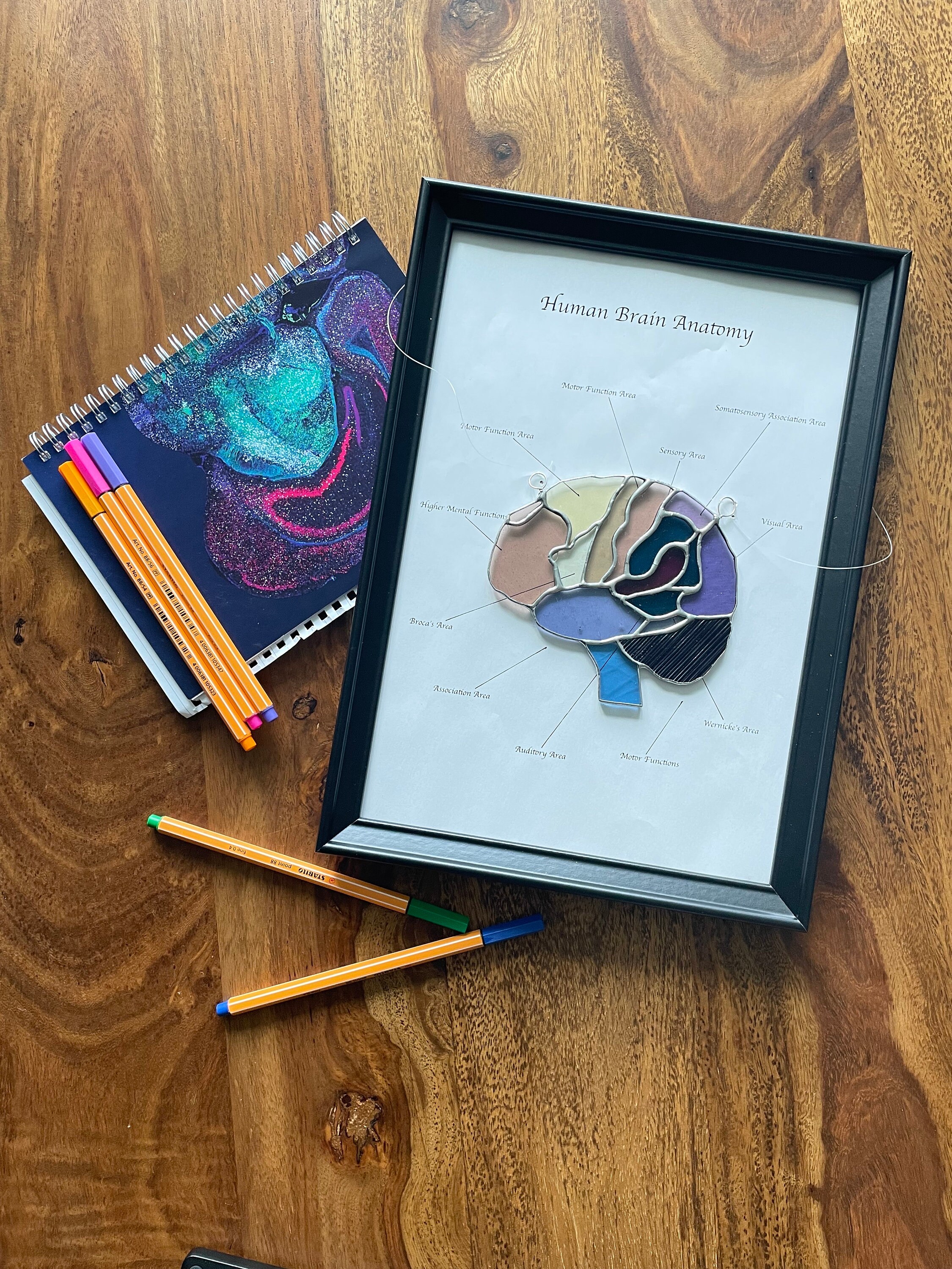 Anatomical Brain Stained Glass – Neuroscience Gift, Brain Anatomy Art ...
