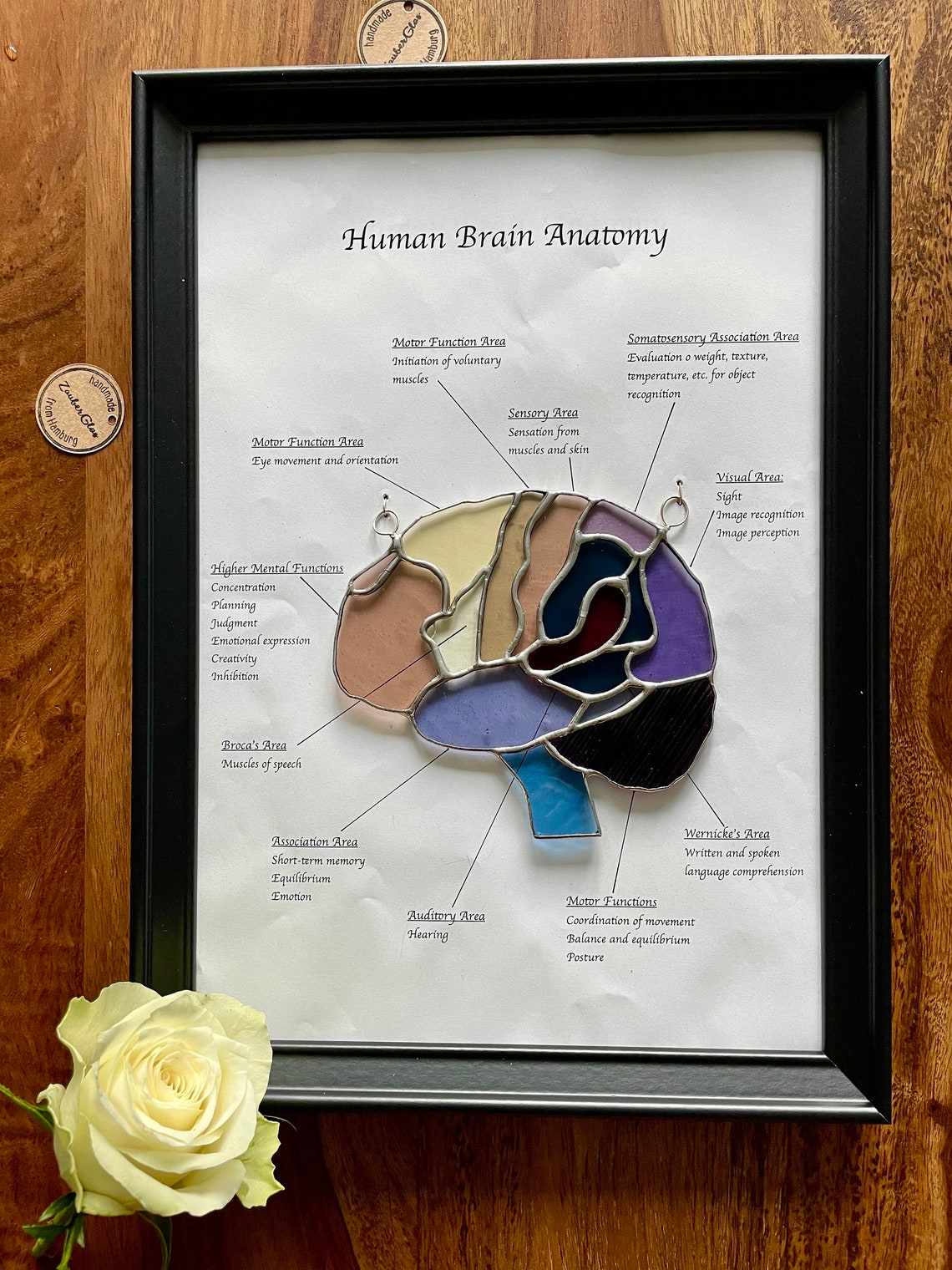 Anatomical Brain Stained Glass – Neuroscience Gift, Brain Anatomy Art ...