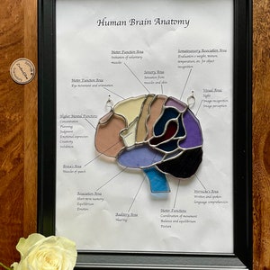 Anatomical Brain Stained Glass – Neuroscience Gift, Brain Anatomy Art ...