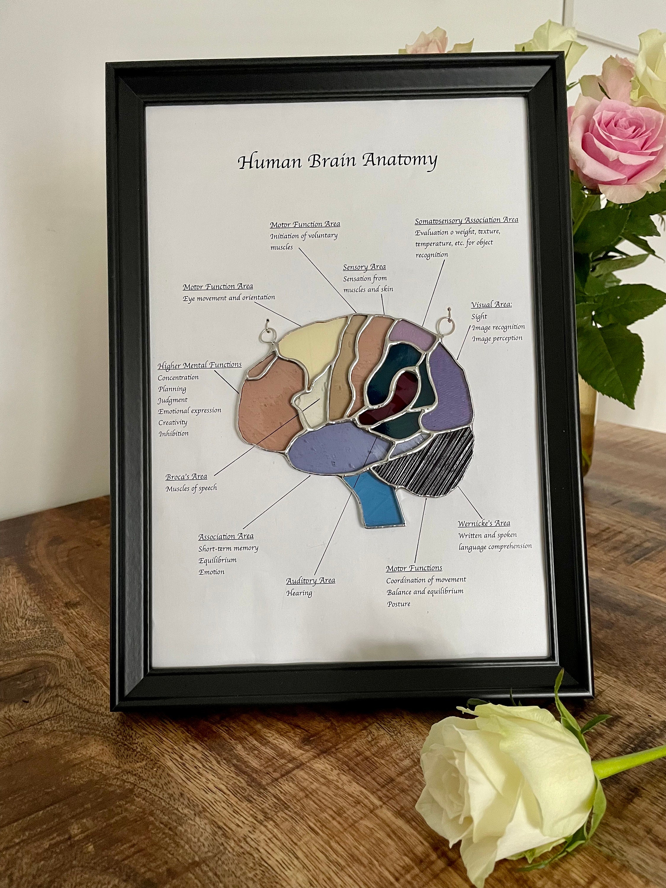 Anatomical Brain Stained Glass – Neuroscience Gift, Brain Anatomy Art ...