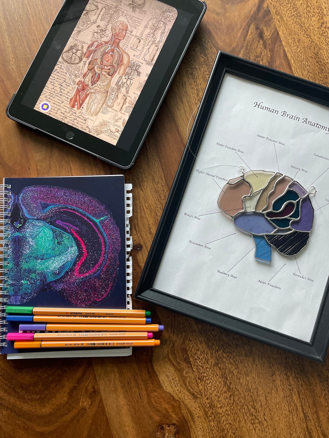 Anatomical Brain Stained Glass – Neuroscience Gift, Brain Anatomy Art ...