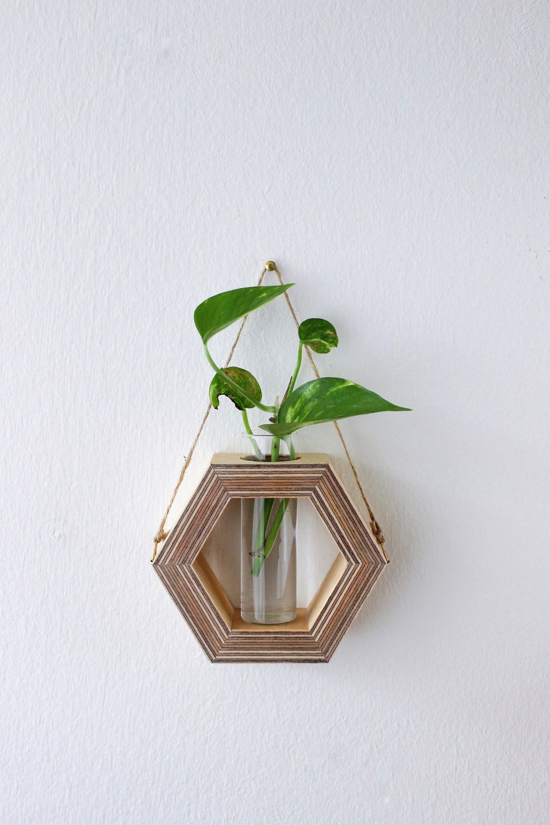 Hexagon Shaped Planter for Wall Made Out of Wood With Glass Tube - for ...