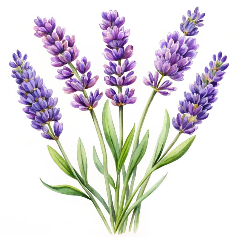 Watercolor Lavender Clipart Bundle: Floral Wreaths, Garden Doors (JPG ...