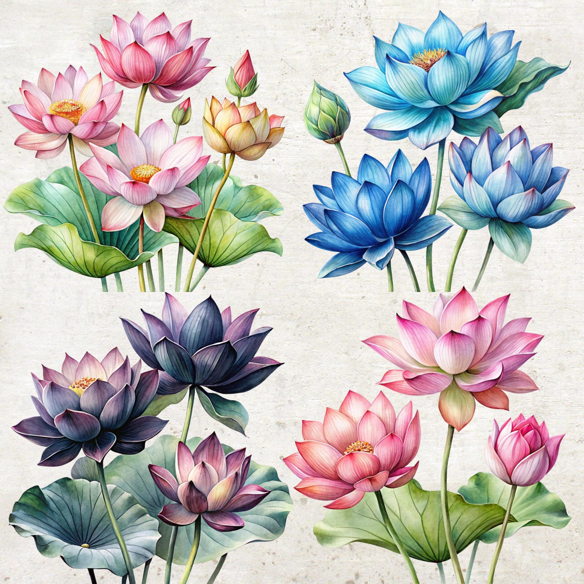28 Watercolor Lotus Clipart Png Lotus Flower Art Spring, Lotus Water ...