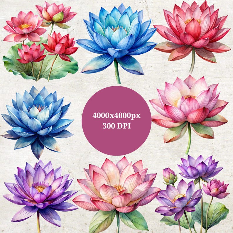 28 Watercolor Lotus Clipart Png Lotus Flower Art Spring, Lotus Water ...