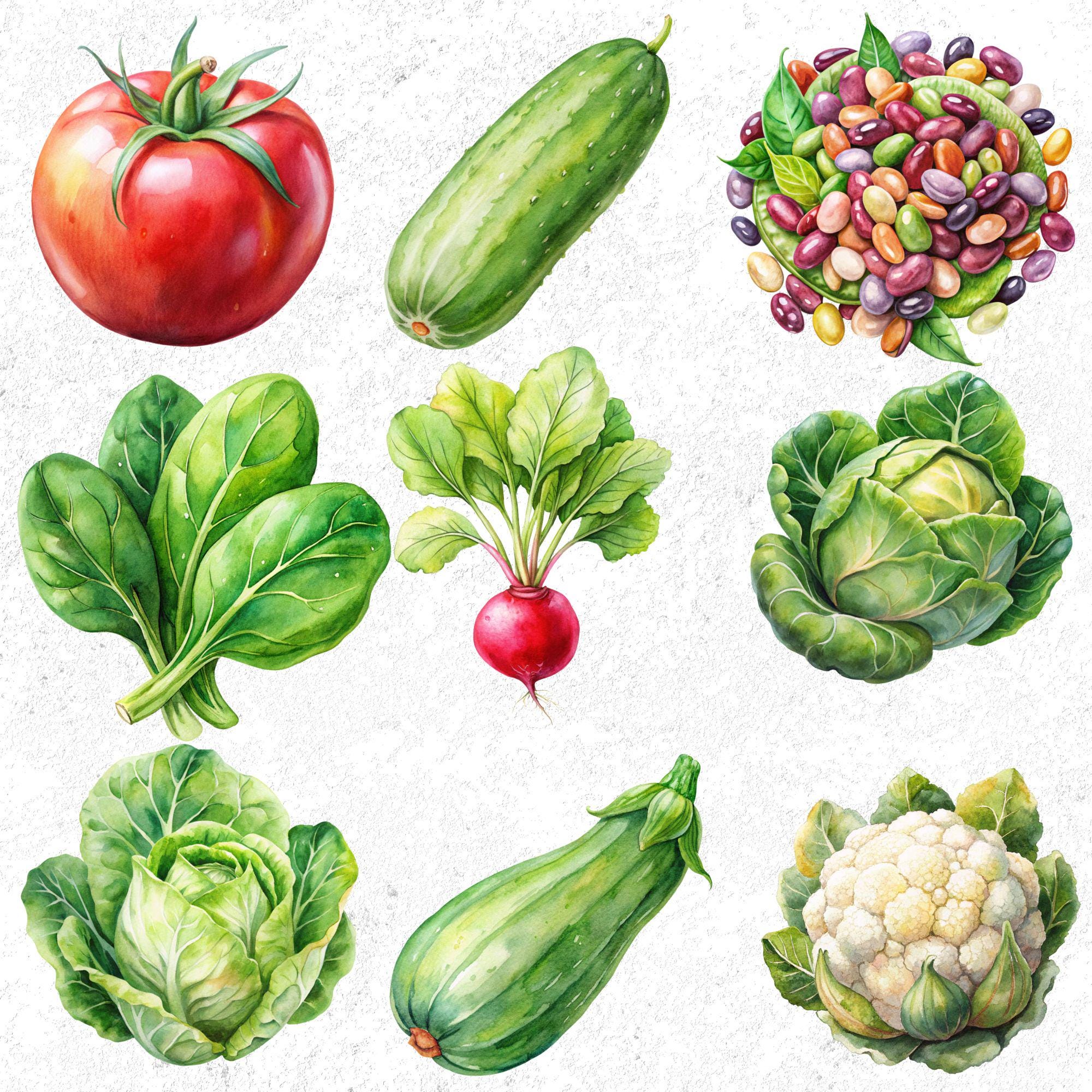 Watercolor Vegetables Clipart Bundle, Farmers Market Clipart, Healthy ...