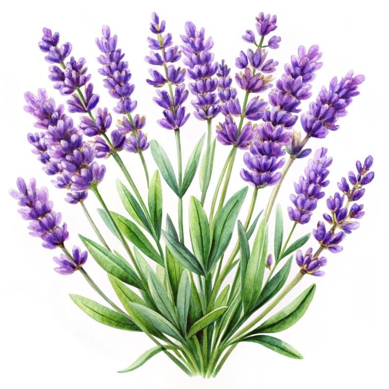 Watercolor Lavender Clipart Bundle: Floral Wreaths, Garden Scenes (JPG ...