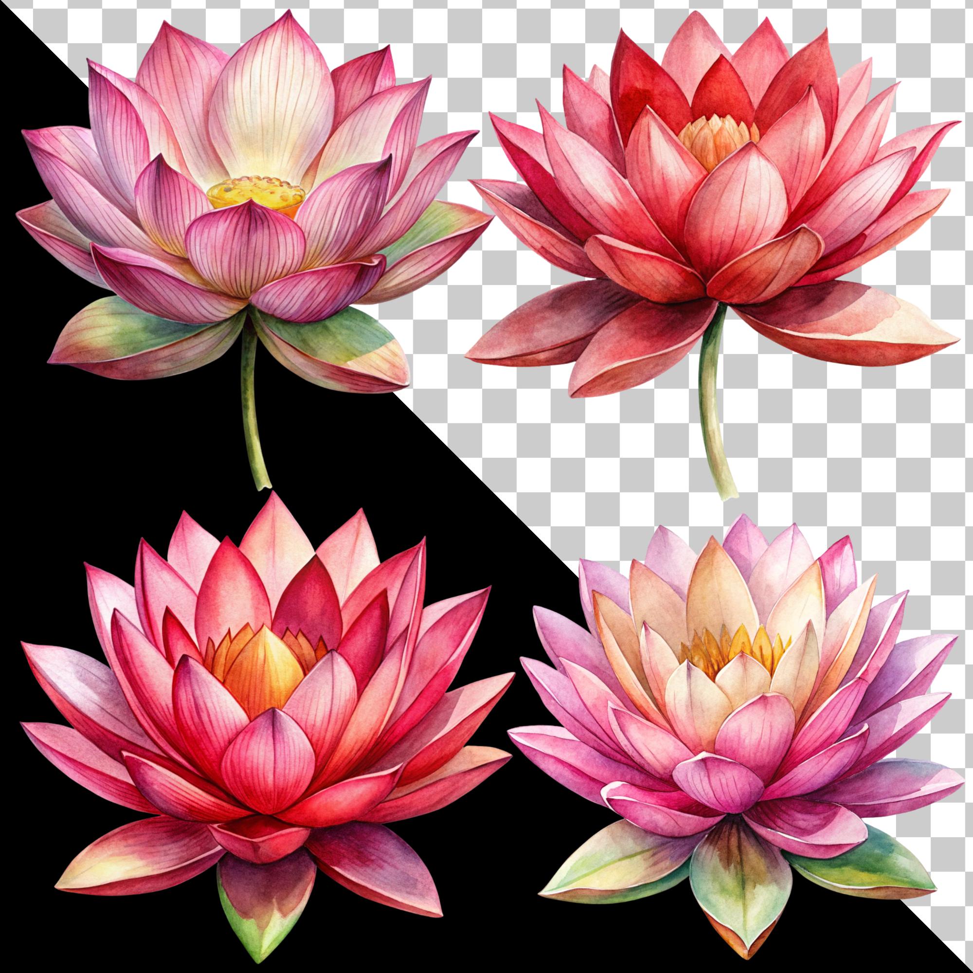 28 Watercolor Lotus Clipart Png Lotus Flower Art Spring, Lotus Water ...