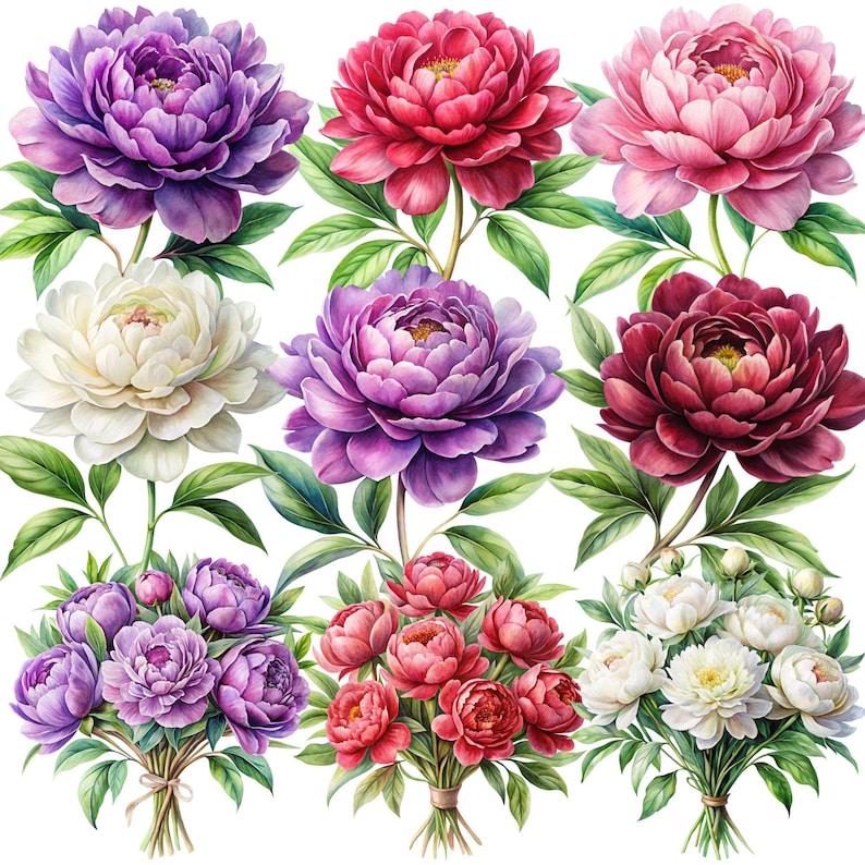 Watercolor Peonies Clipart Bundle: Boho Floral PNG & JPG (digital ...