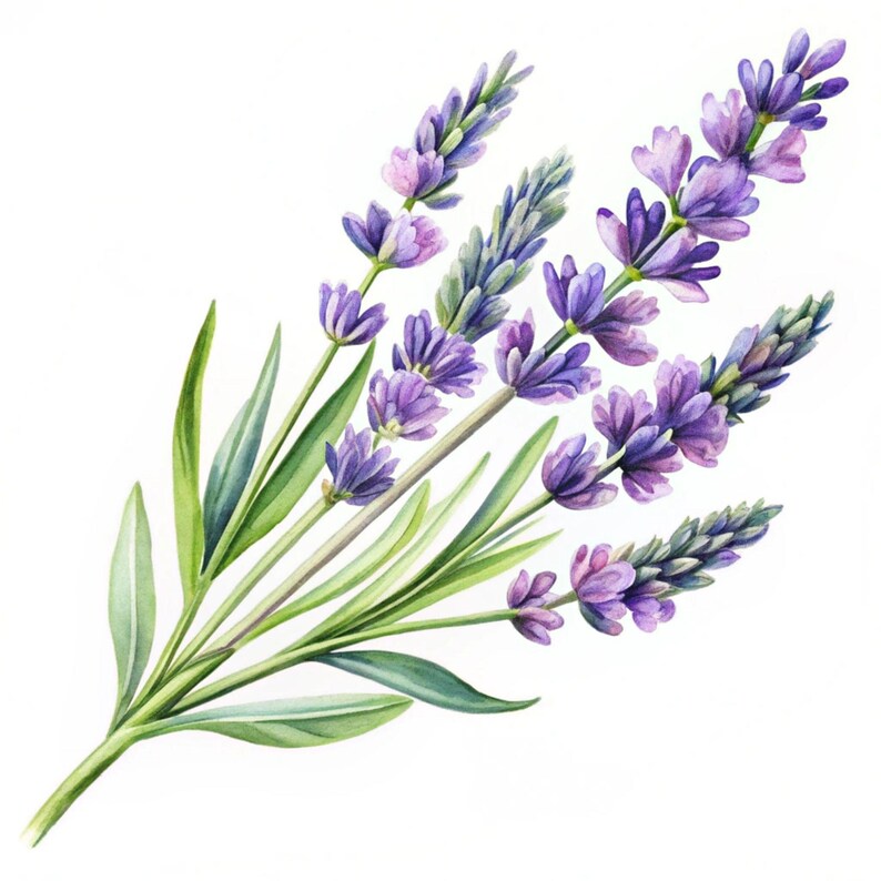 Watercolor Lavender Clipart Bundle: Floral Wreaths, Garden Doors (JPG ...