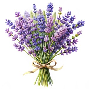 Watercolor Lavender Clipart Bundle: Floral Wreaths, Garden Scenes (JPG ...