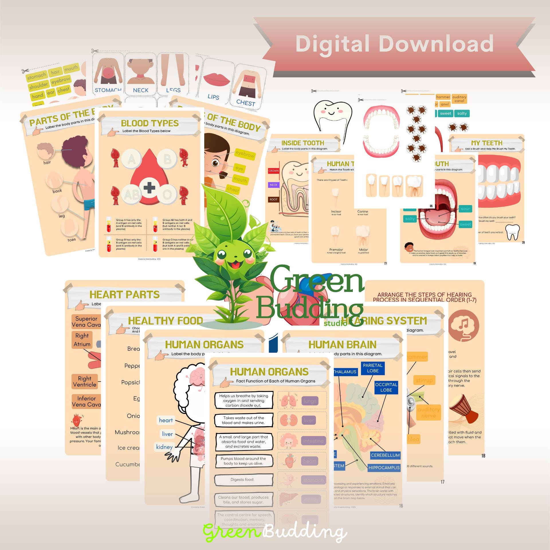 Human Anatomy Busy Book, Kids, Digital Printable Worksheets, Homeschool ...