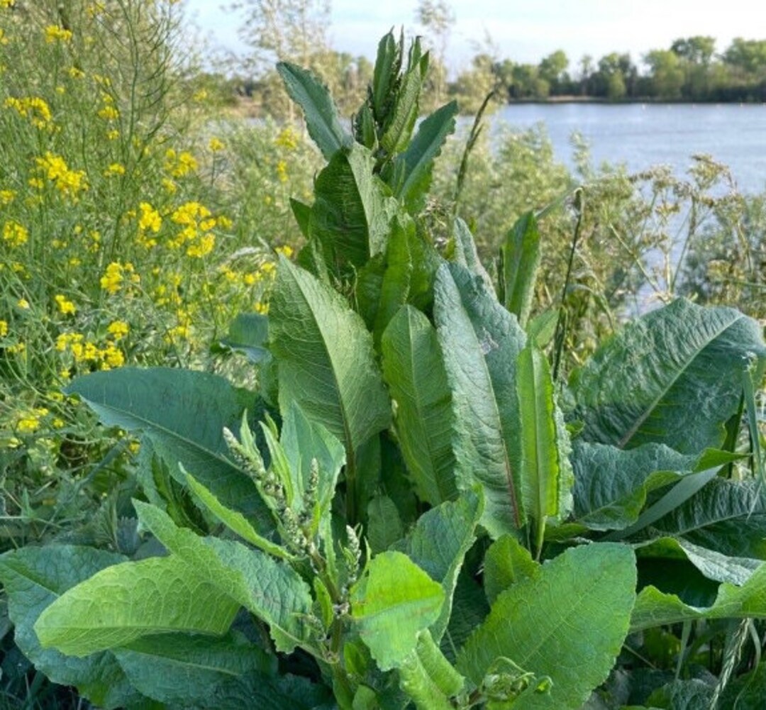 100 Graines de Rumex Patientia Comestible Oseille-Epinard Perpétuel ...