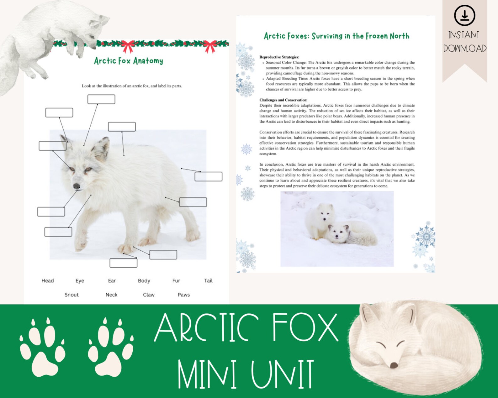 Arctic Fox Unit: Christmas Unit, Winter, Homeschool Curriculum ...
