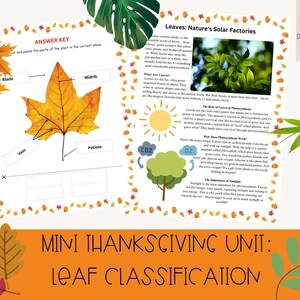 Leaves Lesson: Fall, Winter, Spring, Autumn, Summer, STEM, Math ...