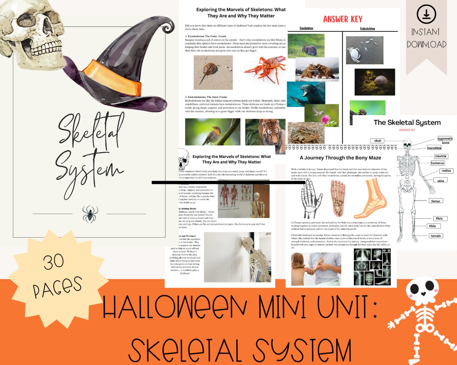Halloween Unit: Human Skeleton Bone Structure Skeleton - Etsy