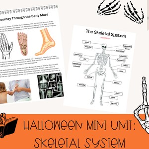 Halloween Unit: Human Skeleton Bone Structure Skeleton - Etsy