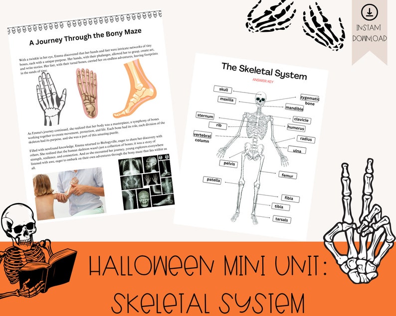 Halloween Unit: Human Skeleton Bone Structure Skeleton - Etsy