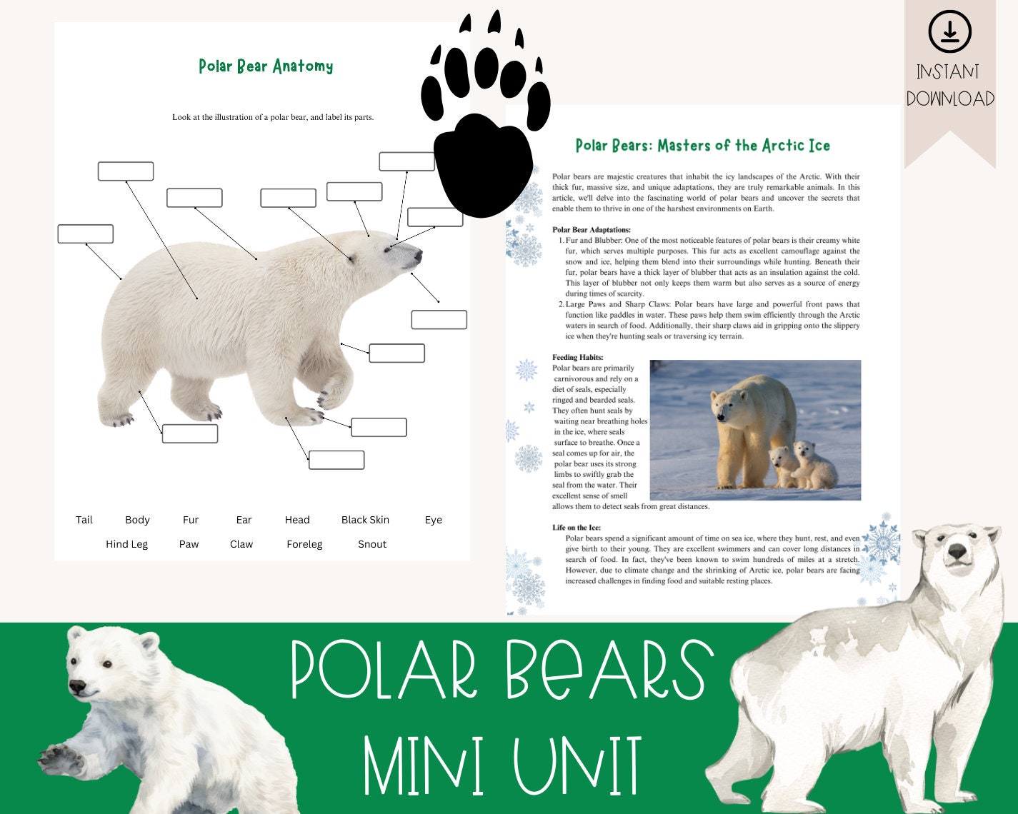 Polar Bear Unit: Christmas Unit, Winter, Homeschool Curriculum ...