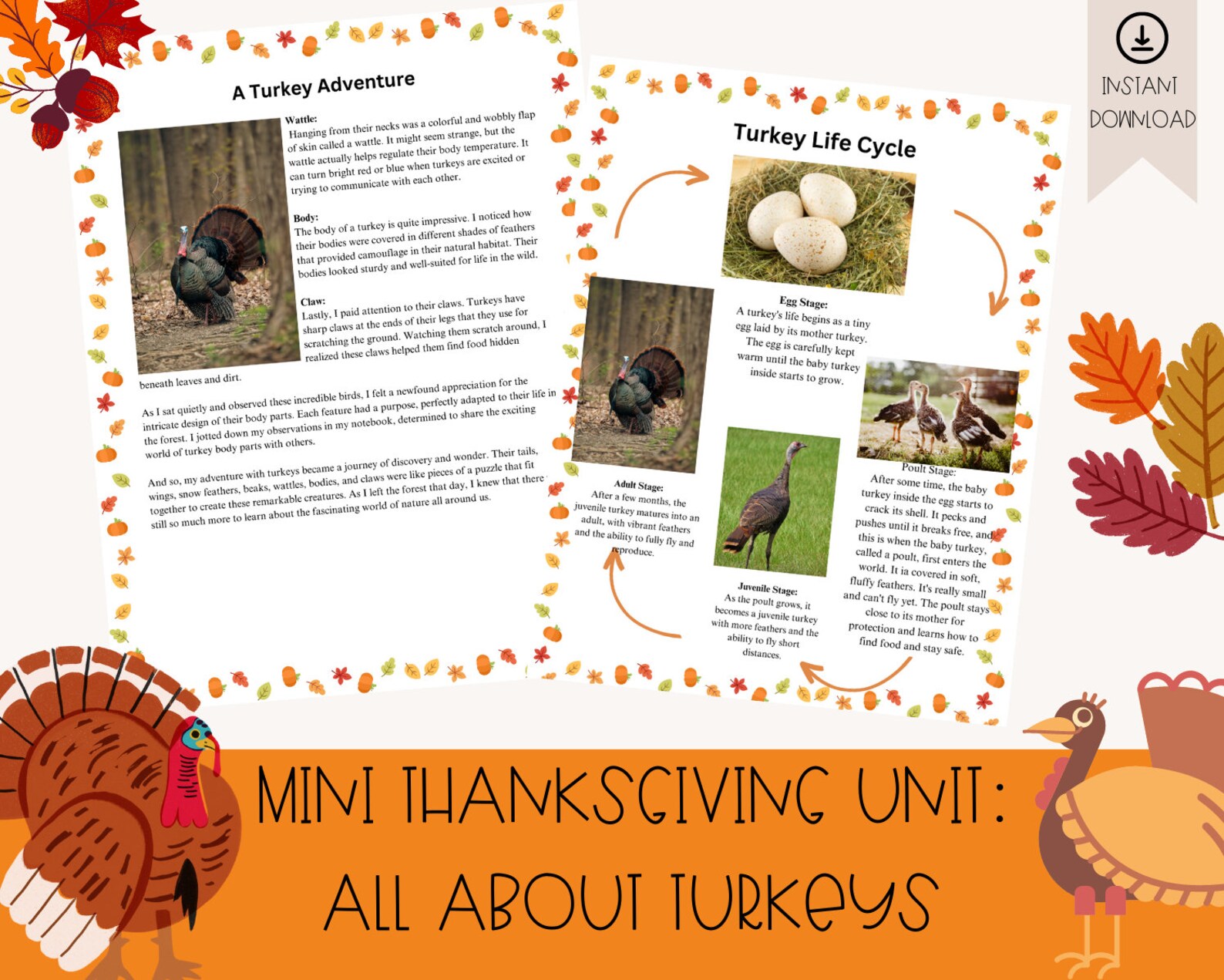 Turkey Tales: Turkey Anatomy, Bird Study, Bird Lesson, Bird Unit ...