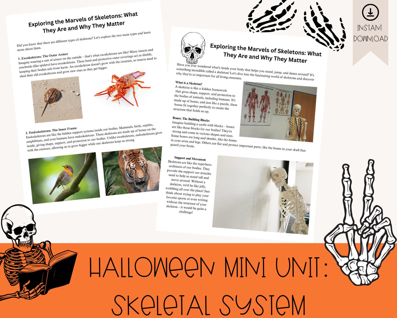 Halloween Unit: Human Skeleton Bone Structure Skeleton - Etsy