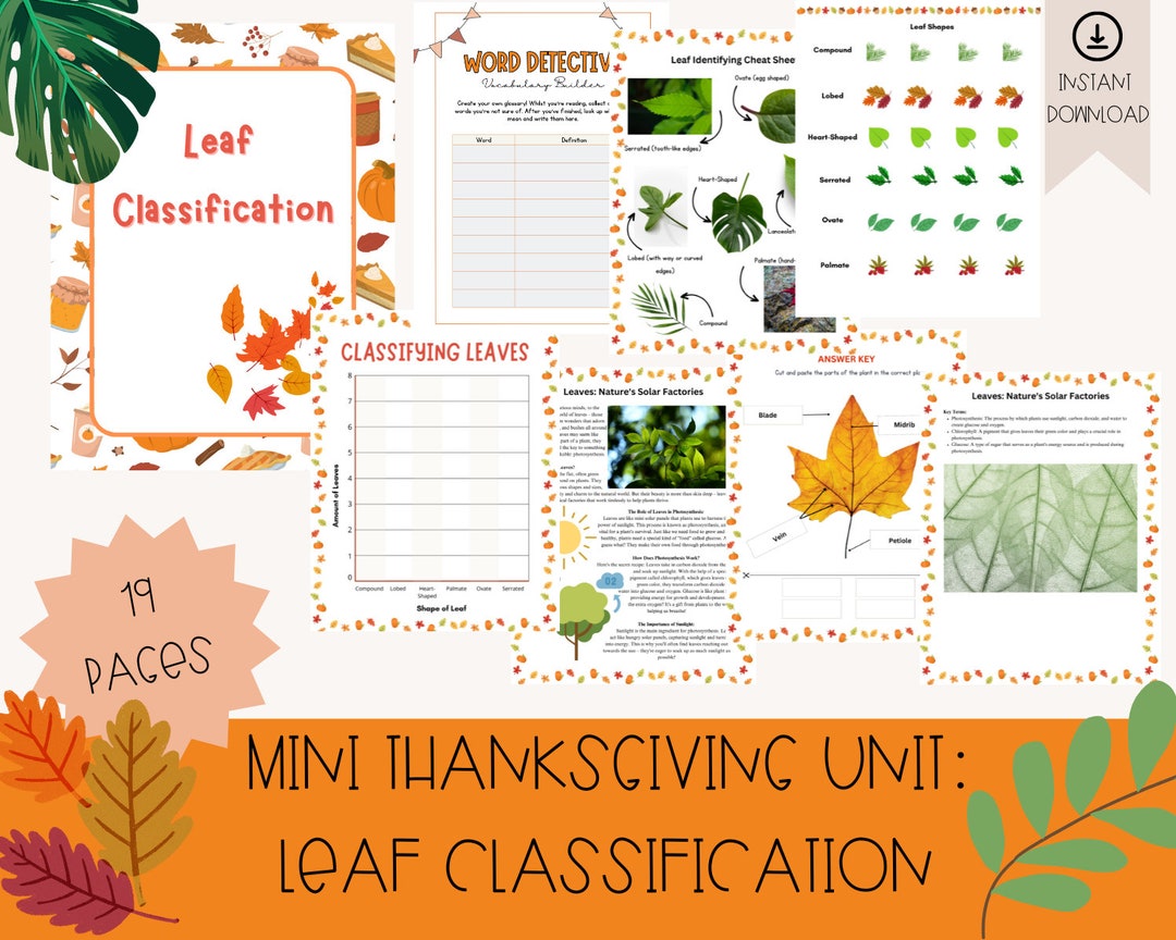 Leaves Lesson: Fall, Winter, Spring, Autumn, Summer, STEM, Math ...