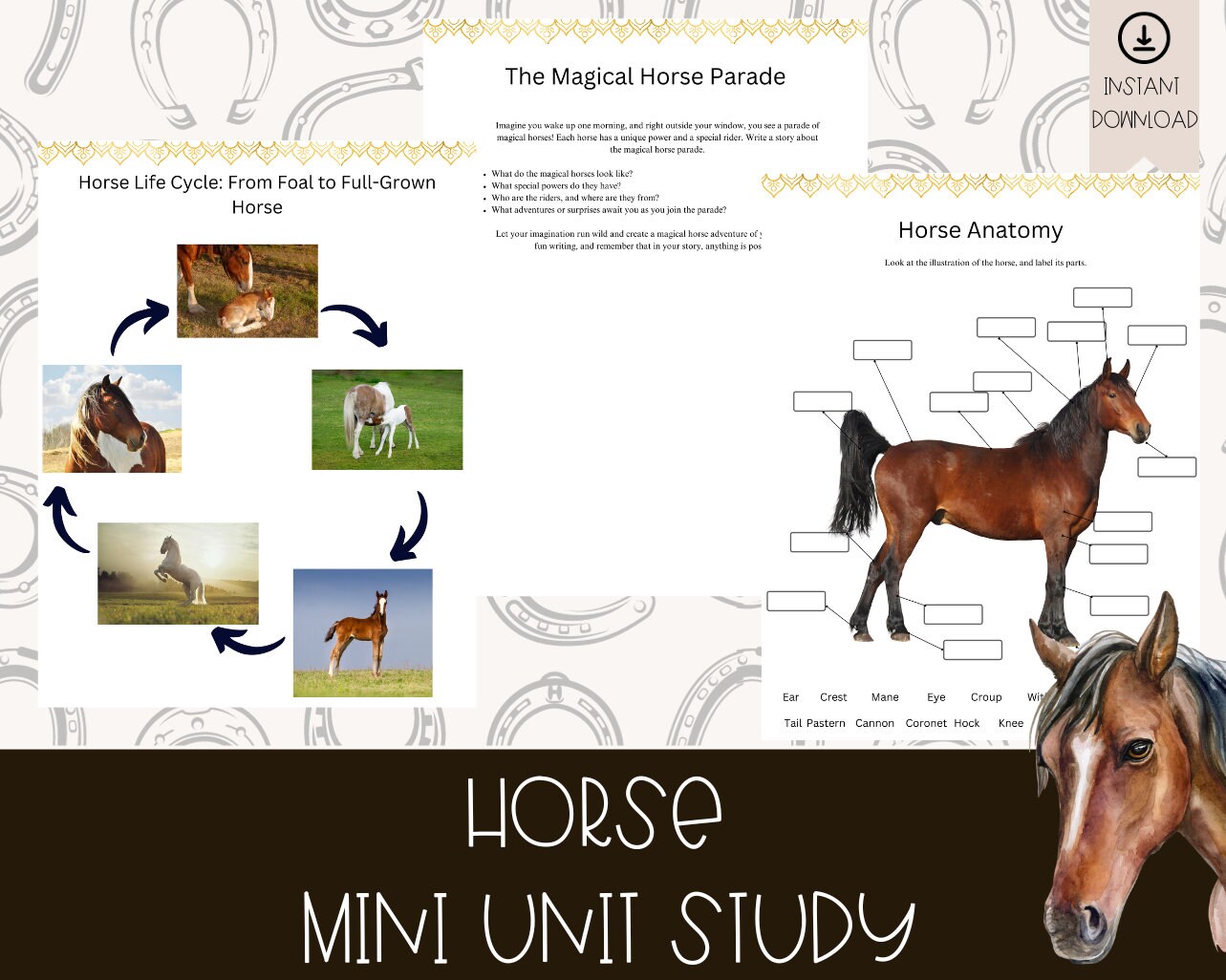 Horse Mini Unit: Horse Anatomy, Horse Study, Horse Lesson, Equine ...