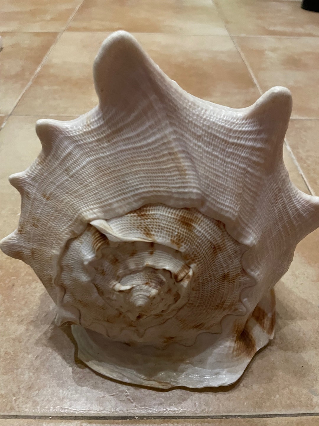 1002gr LARGE Huge Beautiful Shell, Big Crab Shell, Huge Ocean Shell ...
